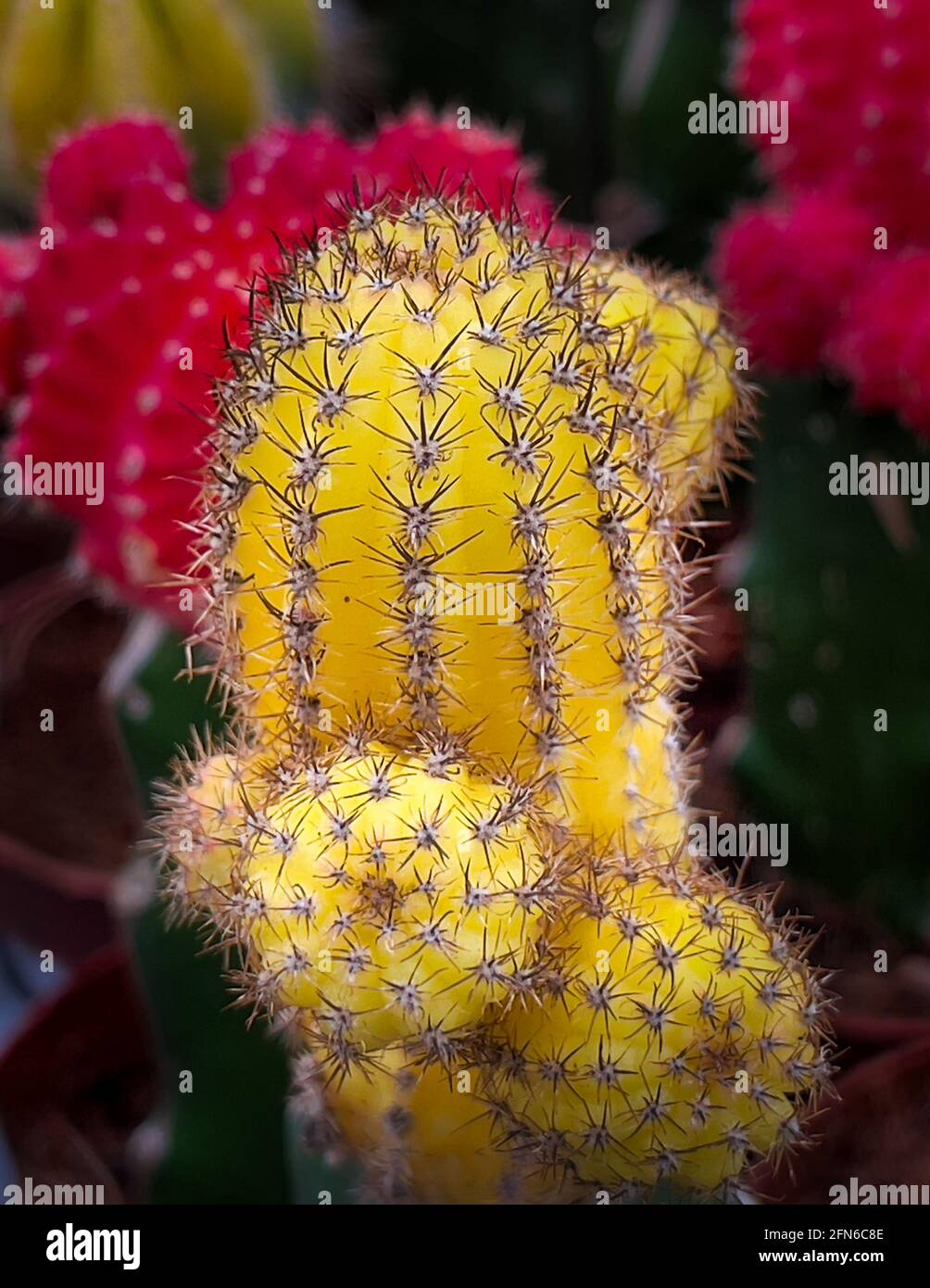 Cactus plant spikes hi-res stock photography and images - Alamy