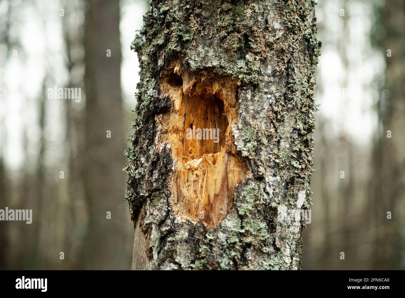 A hollow in a rotten old tree. Part of an old rotten tree trunk with a ...