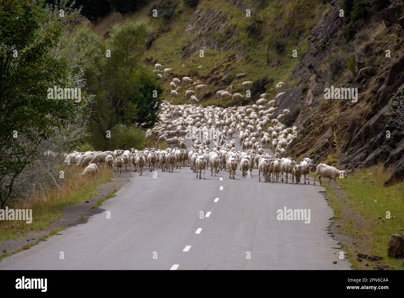 Road block: a flock of sheep is being driven on a country road Stock ...