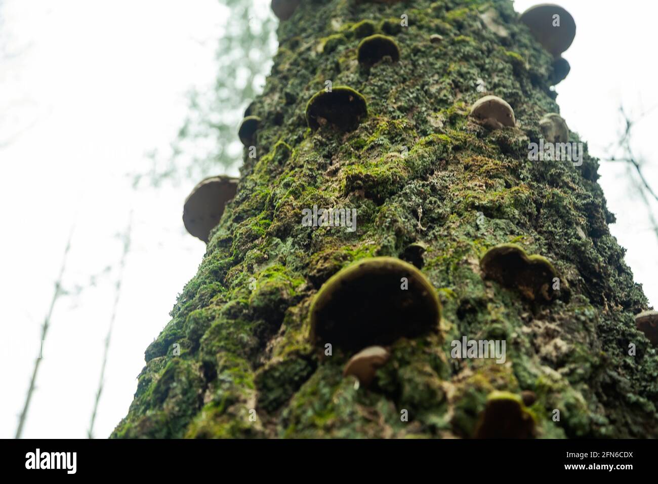 Tinder fungus on the tree. Tinder fungus. Chaga mushroom on the tree ...