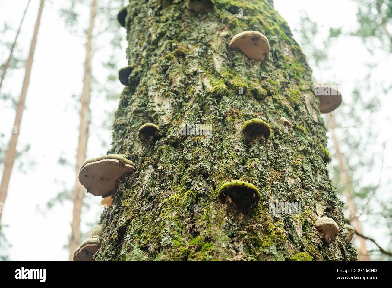 Tinder fungus on the tree. Tinder fungus. Chaga mushroom on the tree ...