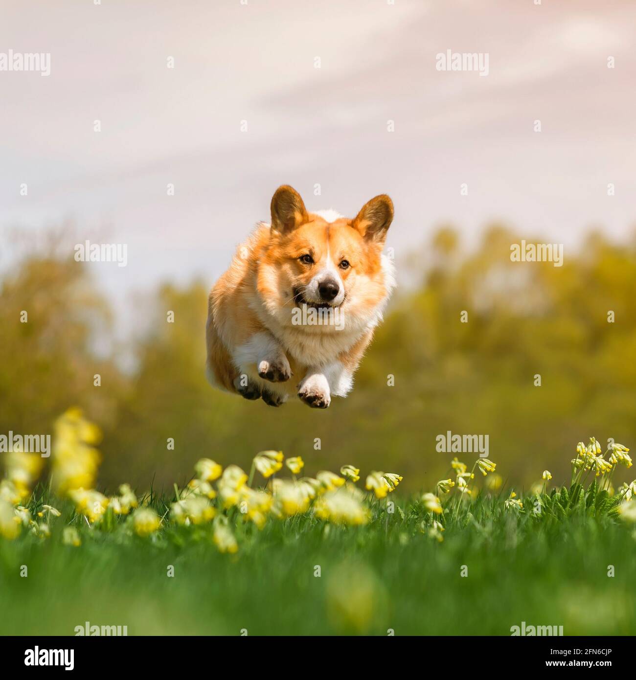 Flutter jump hi-res stock photography and images - Alamy