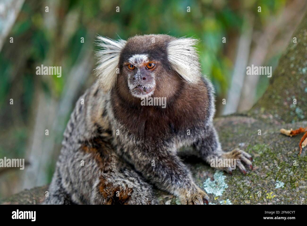 Common marmoset (Callithrix jacchus) on tree Stock Photo - Alamy