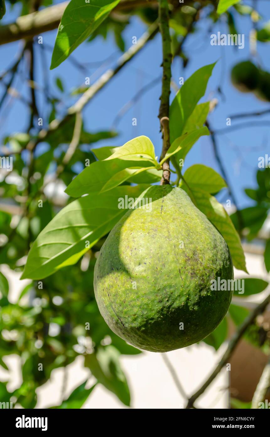 Avocado Pear Unripe And Hanging From Tree Stock Photo - Alamy