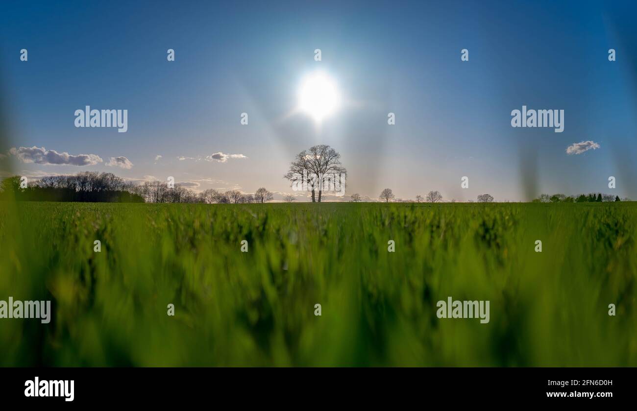 Tree under sun on a green field on sunny day in spring Stock Photo - Alamy