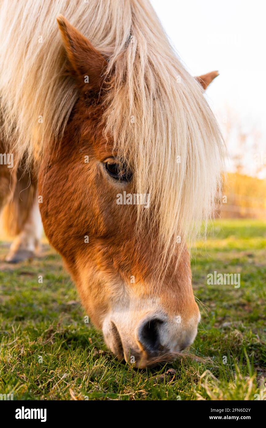 Horse eating camera hi-res stock photography and images - Alamy