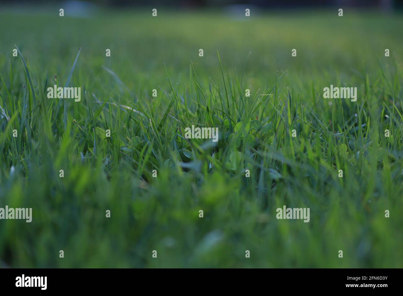 Green young lush grass on the lawn in the springtime. Grass field ...