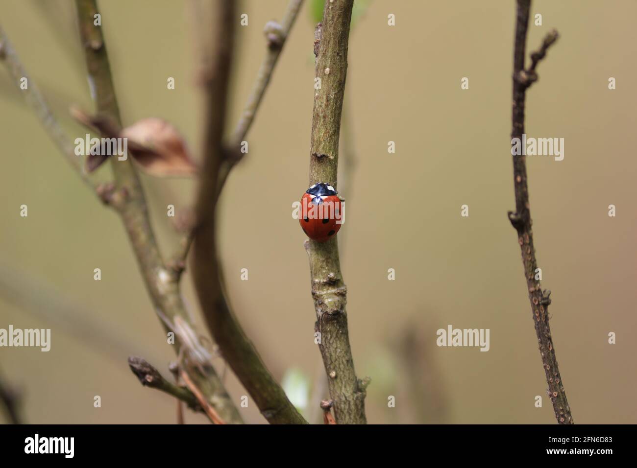 The seven-spotted ladybug sits on a bush in the sunlight during ...