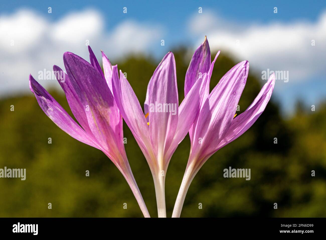 This close up photo of lilac colored Crocus flowers reflects an amazing ...