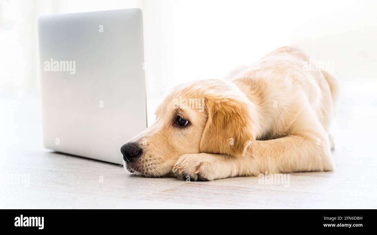 Beautiful dog with laptop lying on floor in light room Stock Photo - Alamy