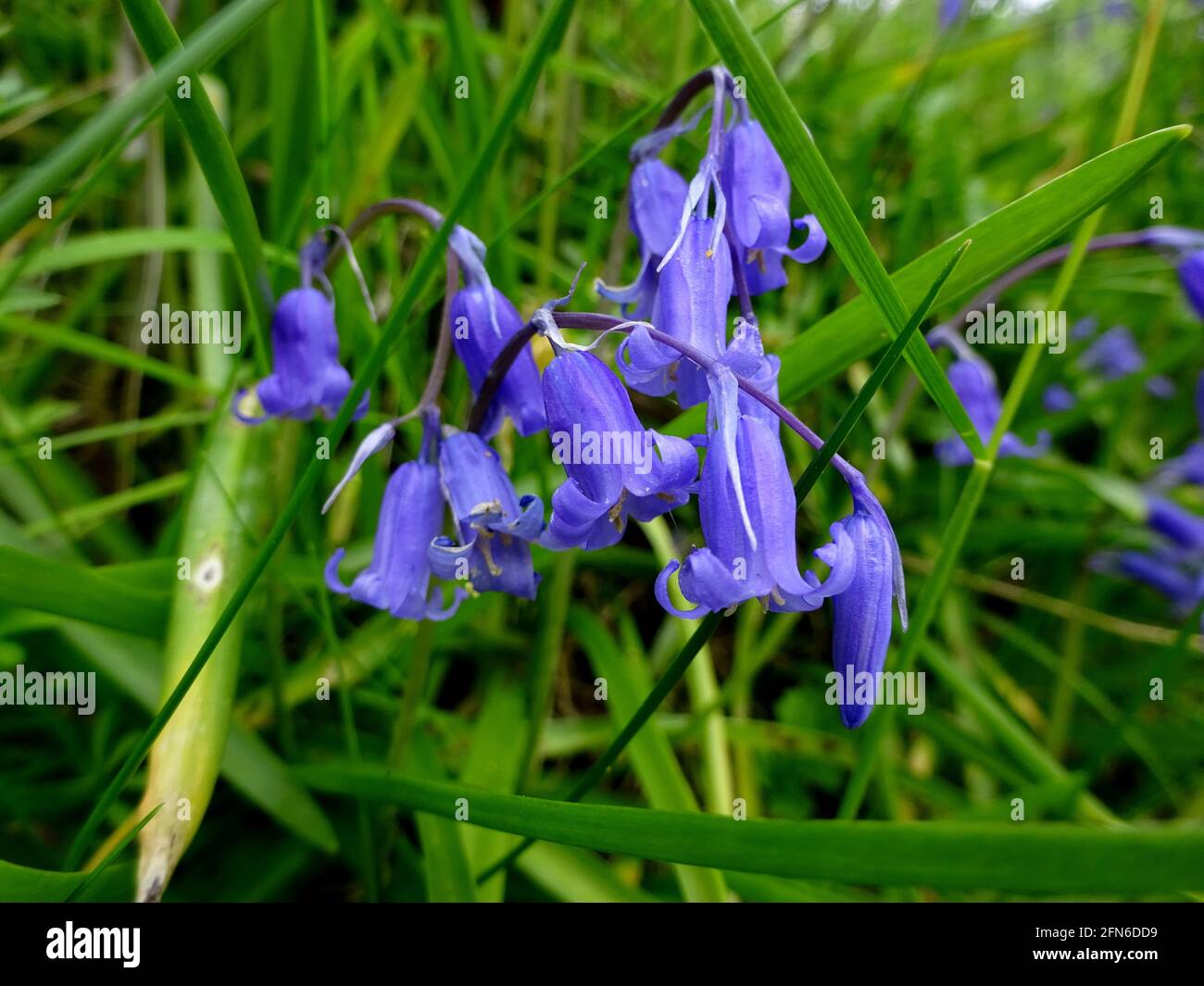 Spanish bluebell bulbs hi-res stock photography and images - Alamy