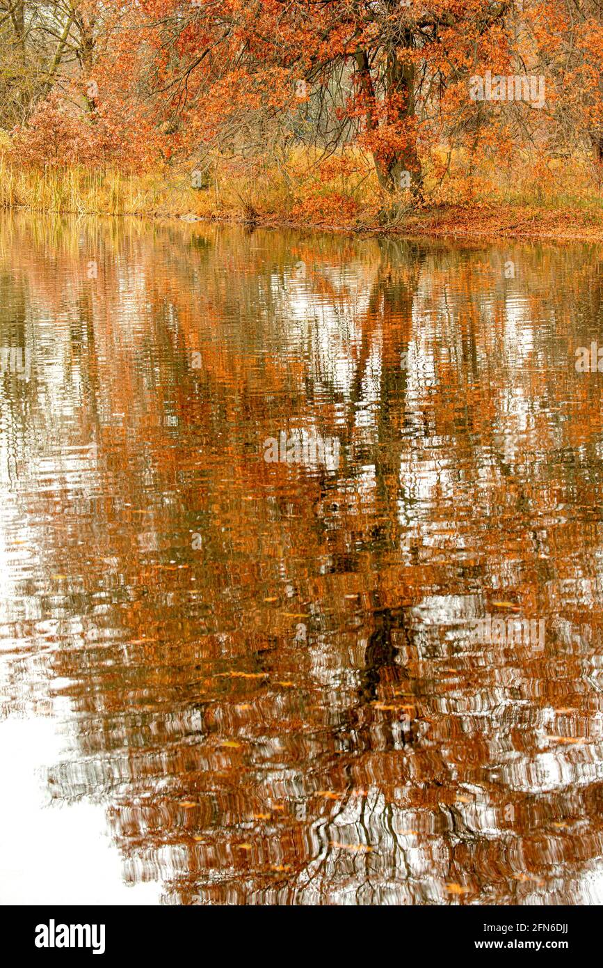 Oak tree reflection hi-res stock photography and images - Alamy