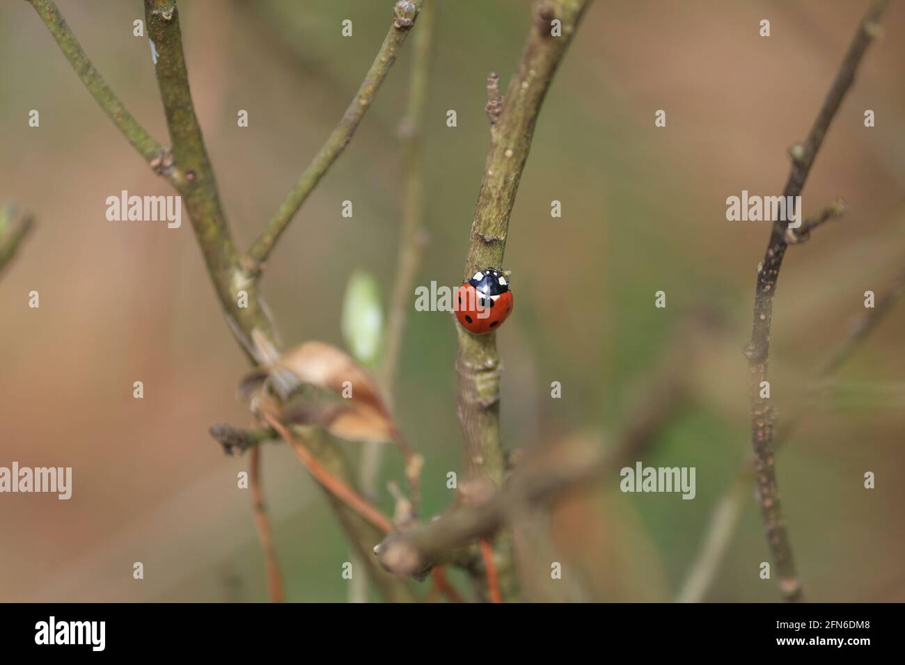 A red ladybug with black spots on its back is crawling along a bush ...