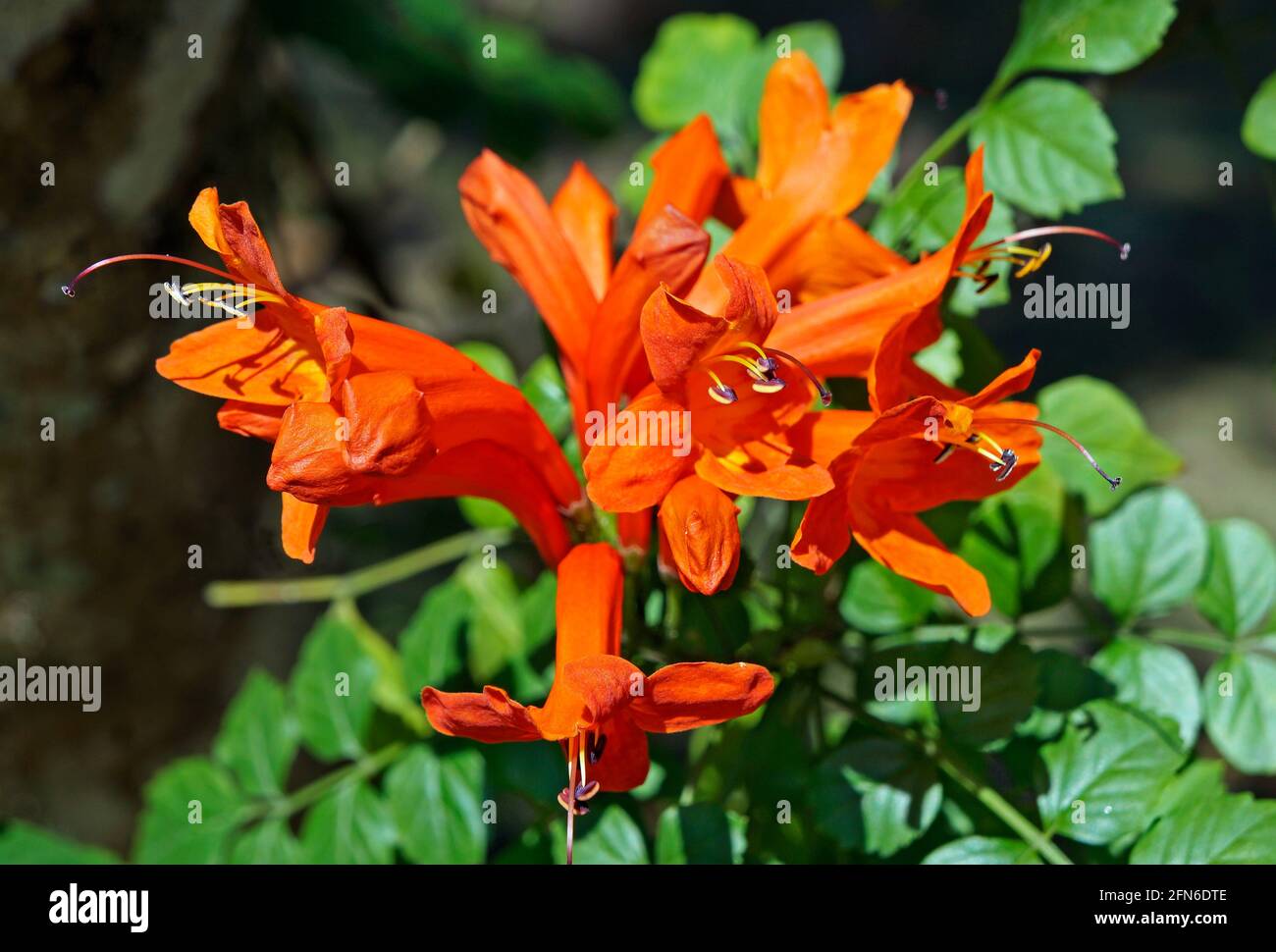 Cape honeysuckle flowers (Tecoma capensis Stock Photo - Alamy