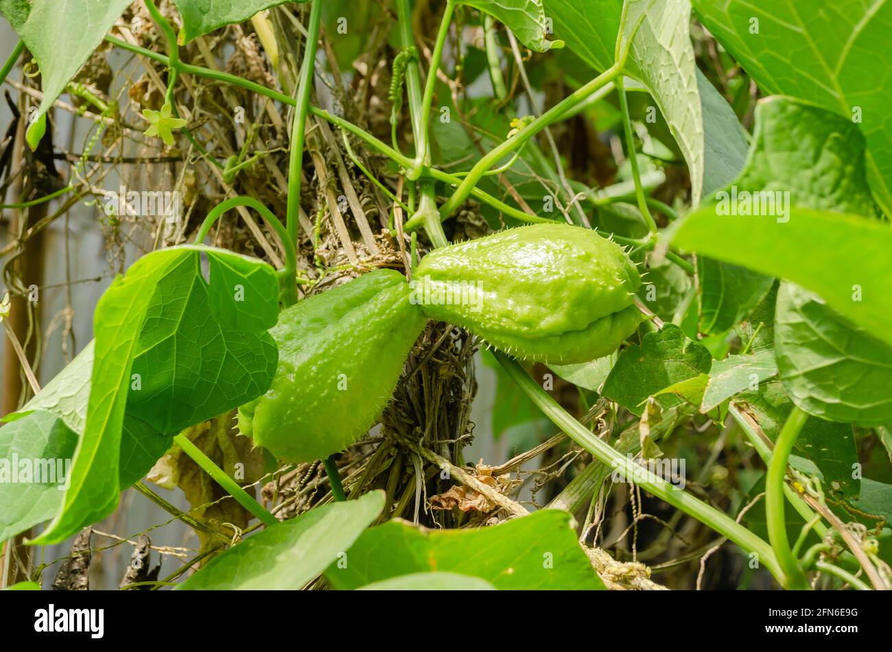 Cho-cho On Vine Stock Photo - Alamy