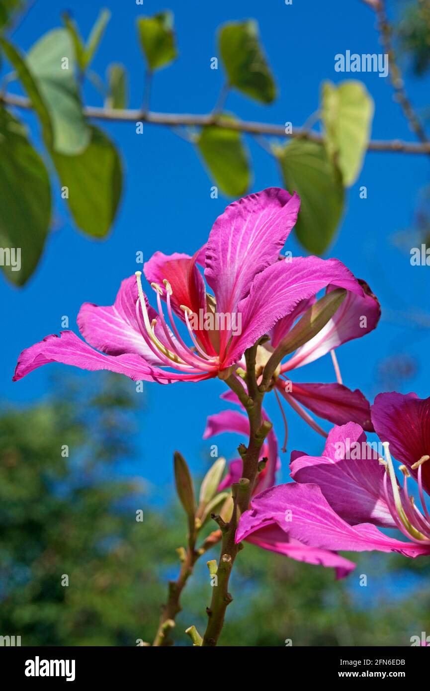 Pink orchid tree flower (Bauhinia blakeana Stock Photo - Alamy