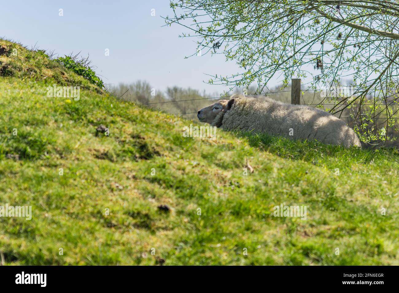 Scenic view of a furry sheep resting under a tree shadow Stock Photo ...