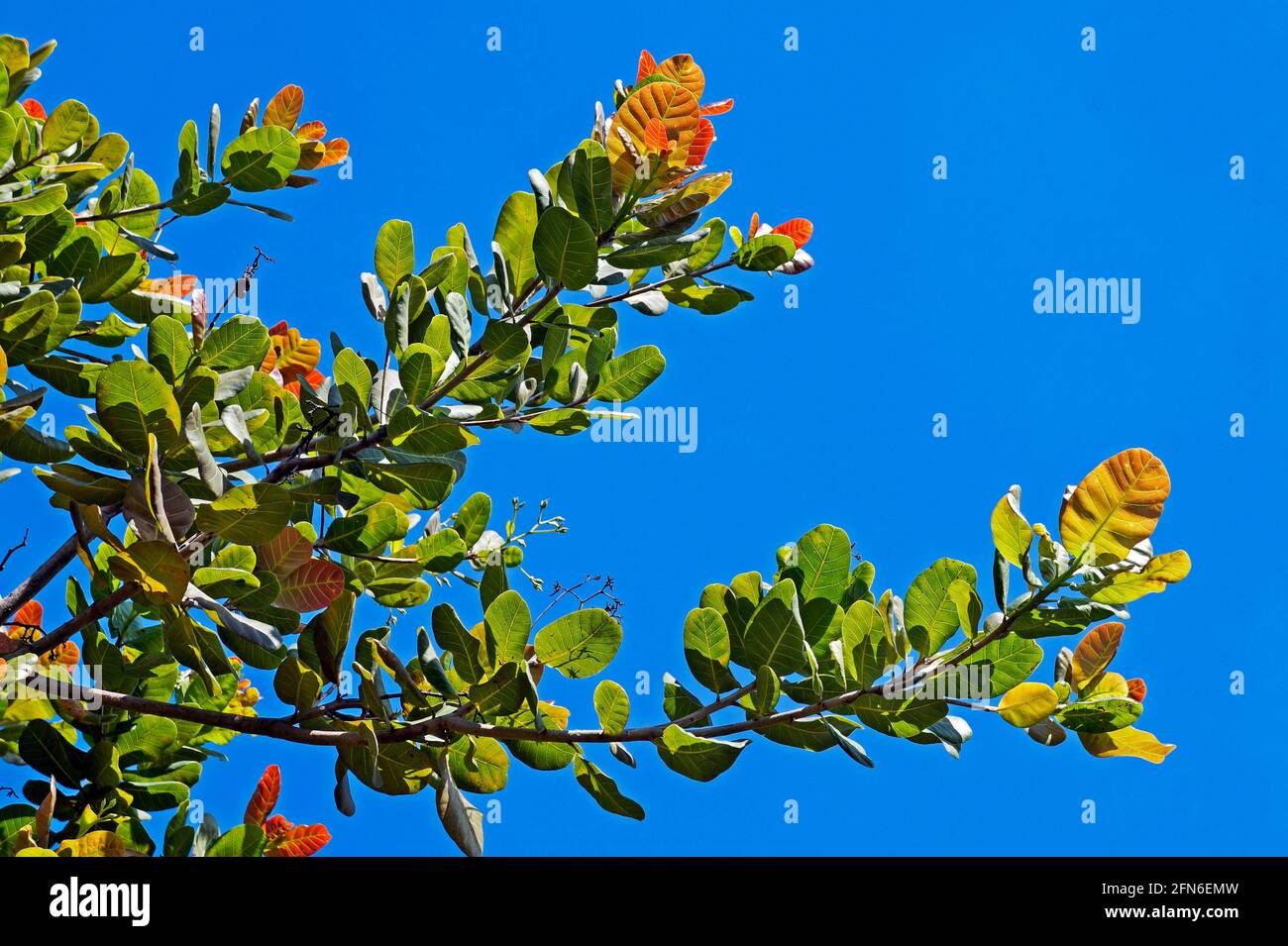 Cashew tree hi-res stock photography and images - Alamy