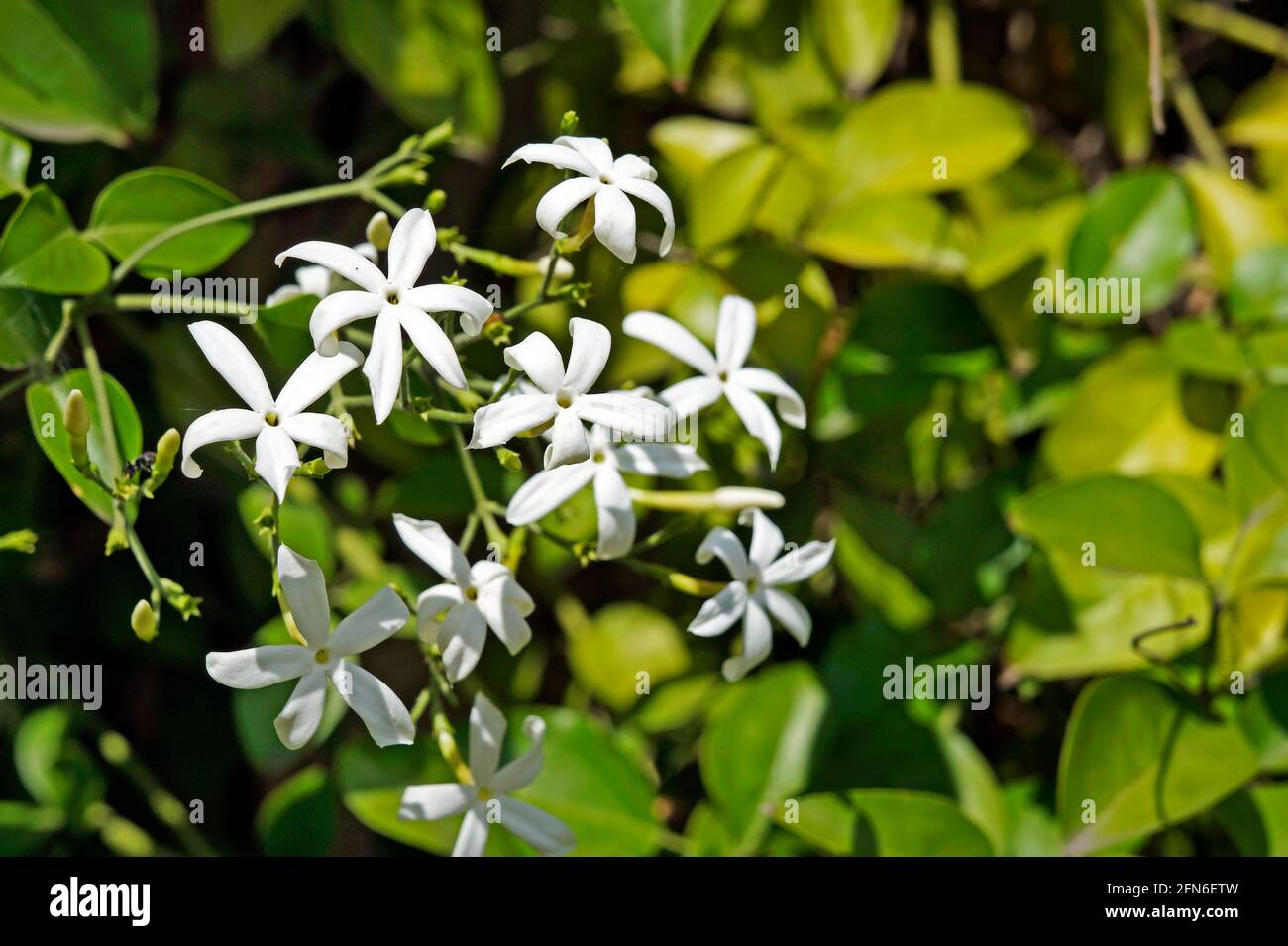 Jasmine flowers climbing hi-res stock photography and images - Alamy
