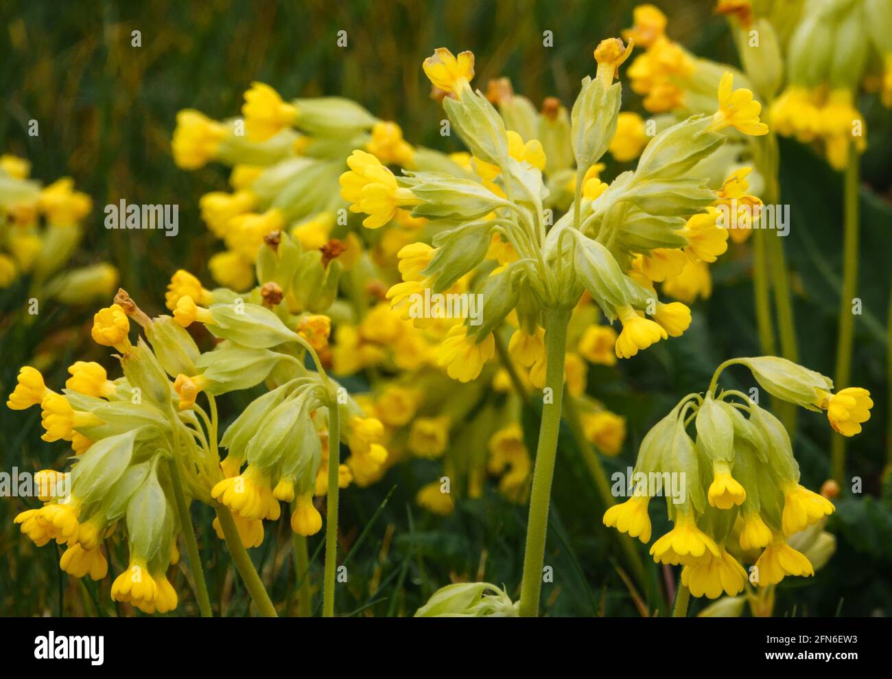 Cow in flower field hi-res stock photography and images - Alamy