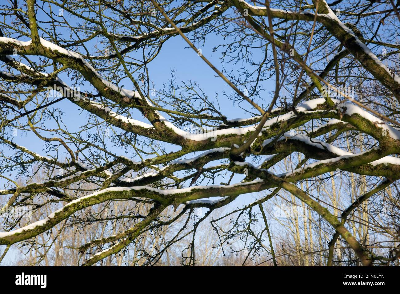 Dutch forest covered with snow with sunshine during wintertime Stock ...