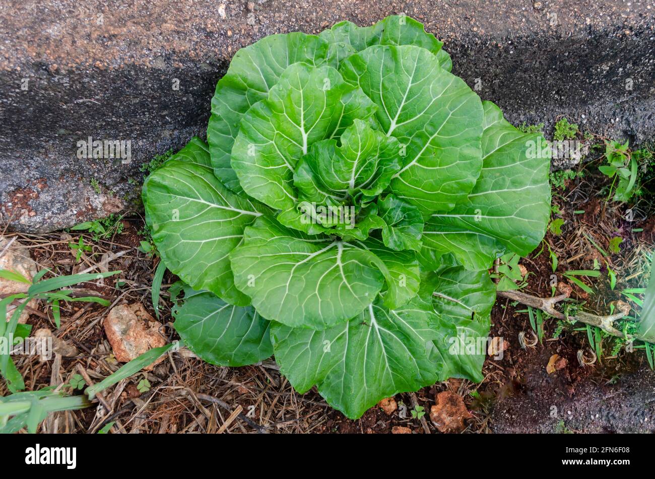 Pak choi growing hi-res stock photography and images - Alamy