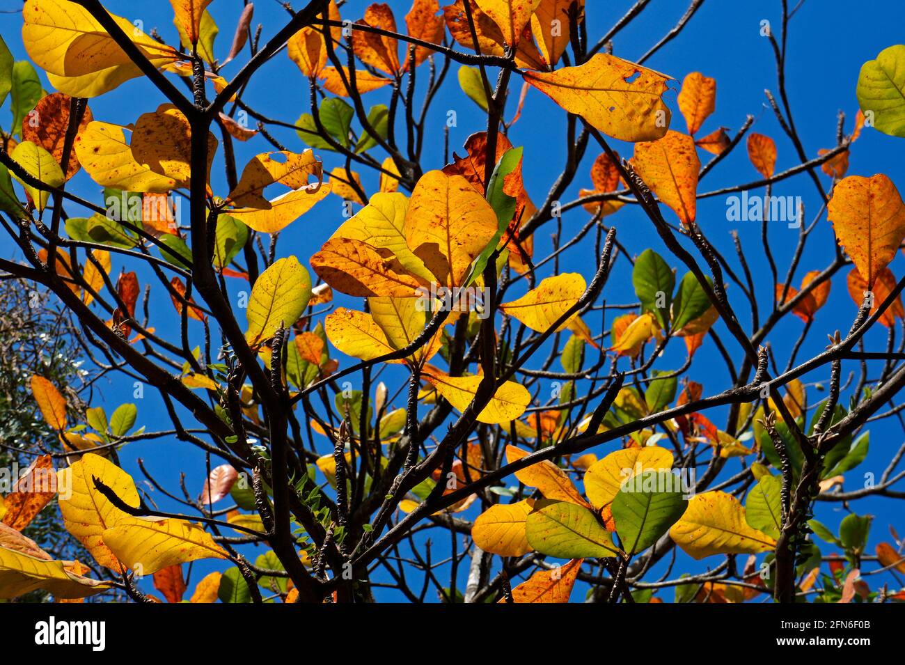 Terminalia branch hi-res stock photography and images - Alamy