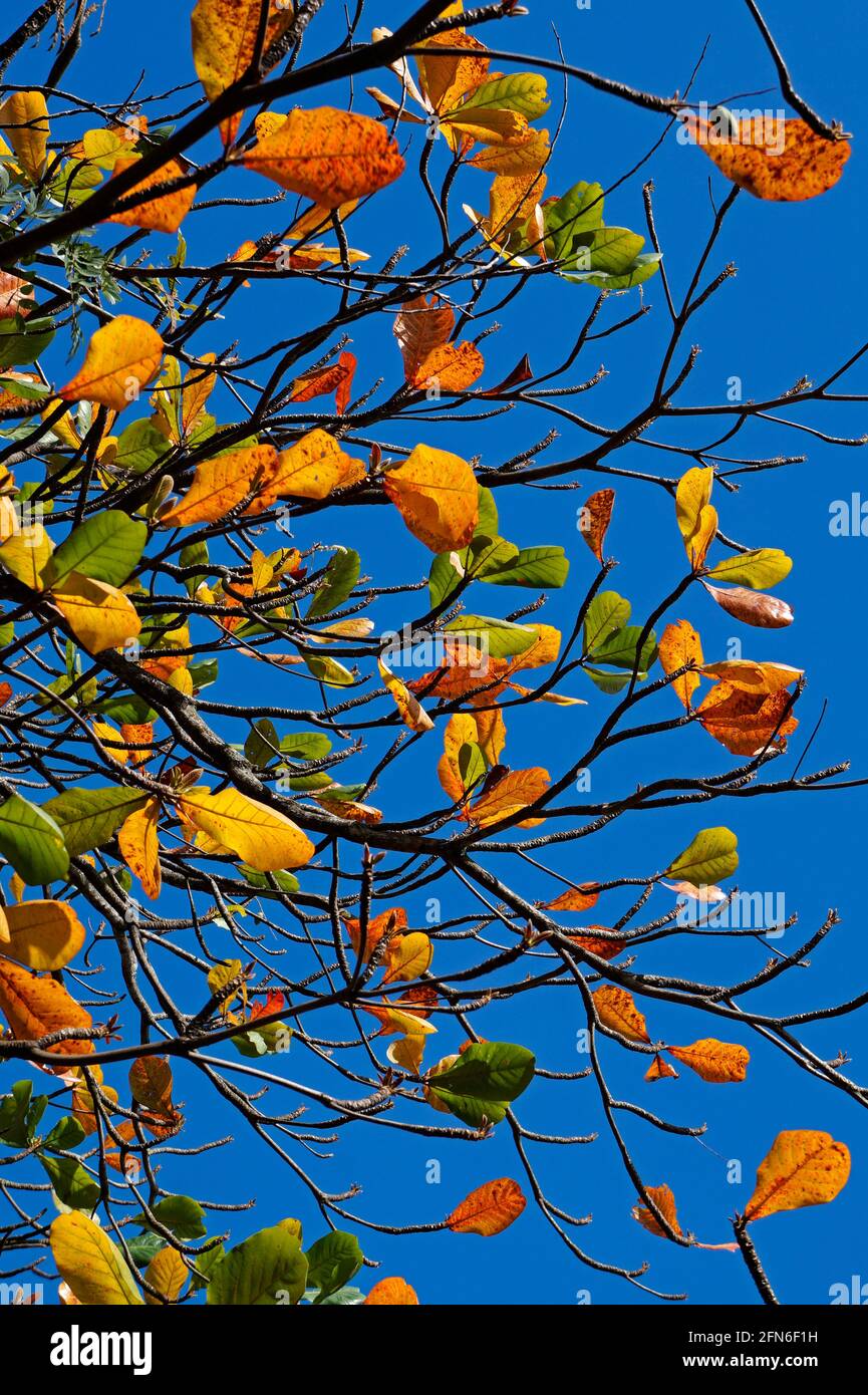 Terminalia branch hi-res stock photography and images - Alamy