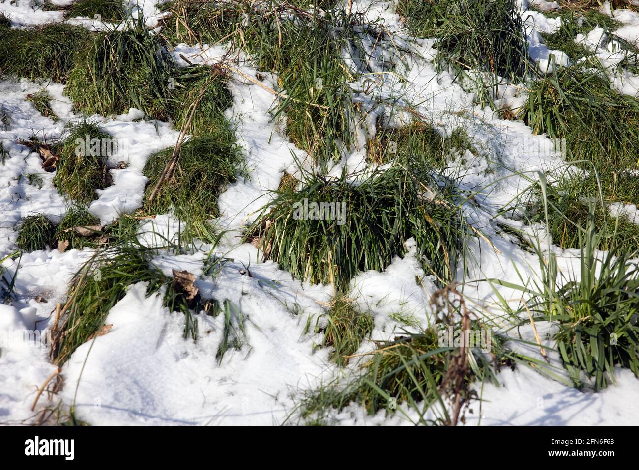 clumps of grass covered with snow in wintertime Stock Photo - Alamy