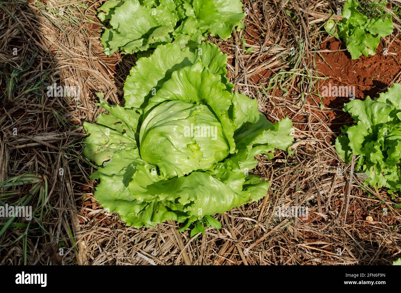 Batavia lettuce hi-res stock photography and images - Alamy