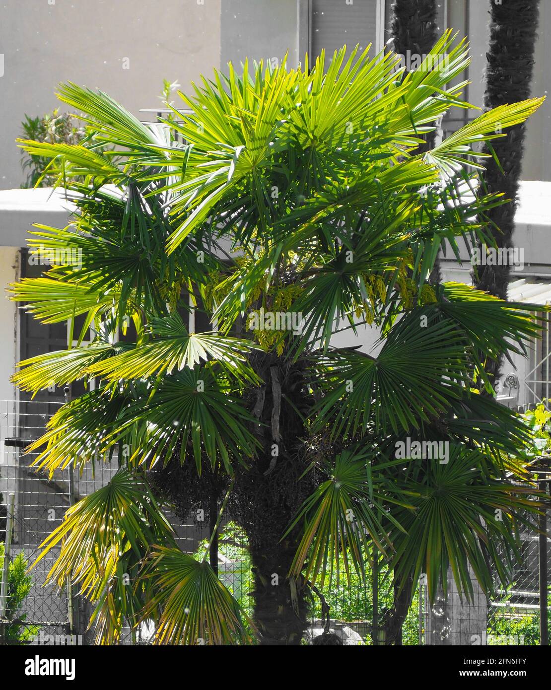 palm tree (scientific classification Arecaceae) in spring Stock Photo ...