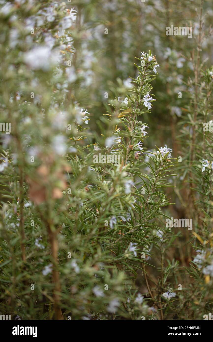 Rosmarinus officinalis aureus hi-res stock photography and images - Alamy