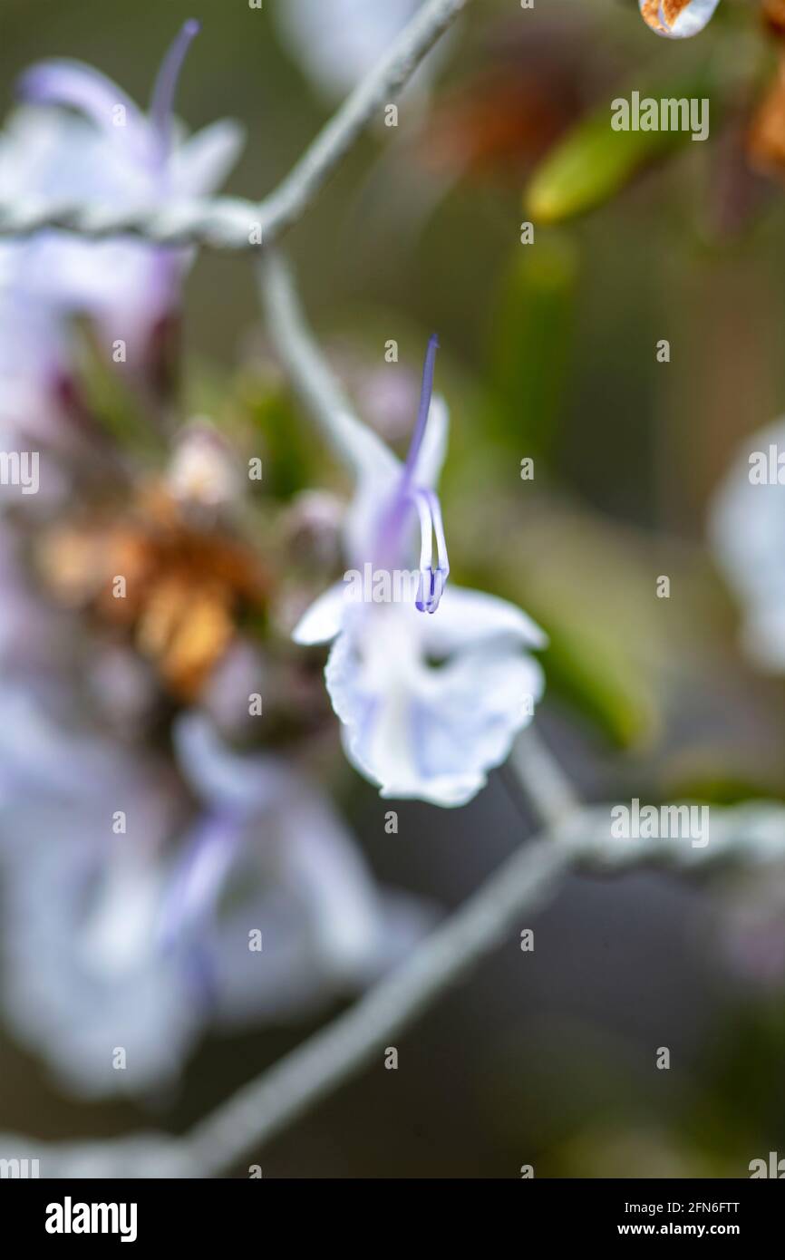 Prostratus rosemary hi-res stock photography and images - Alamy