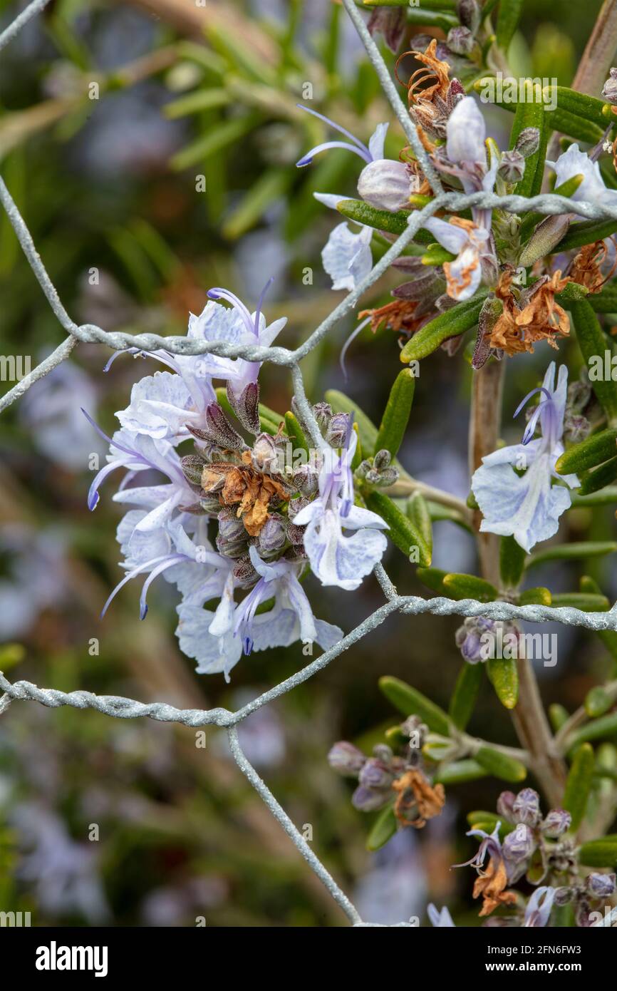 Prostratus rosemary hi-res stock photography and images - Alamy