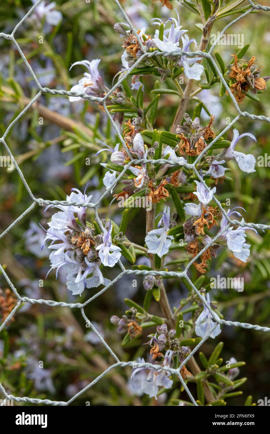 Prostratus rosemary hi-res stock photography and images - Alamy