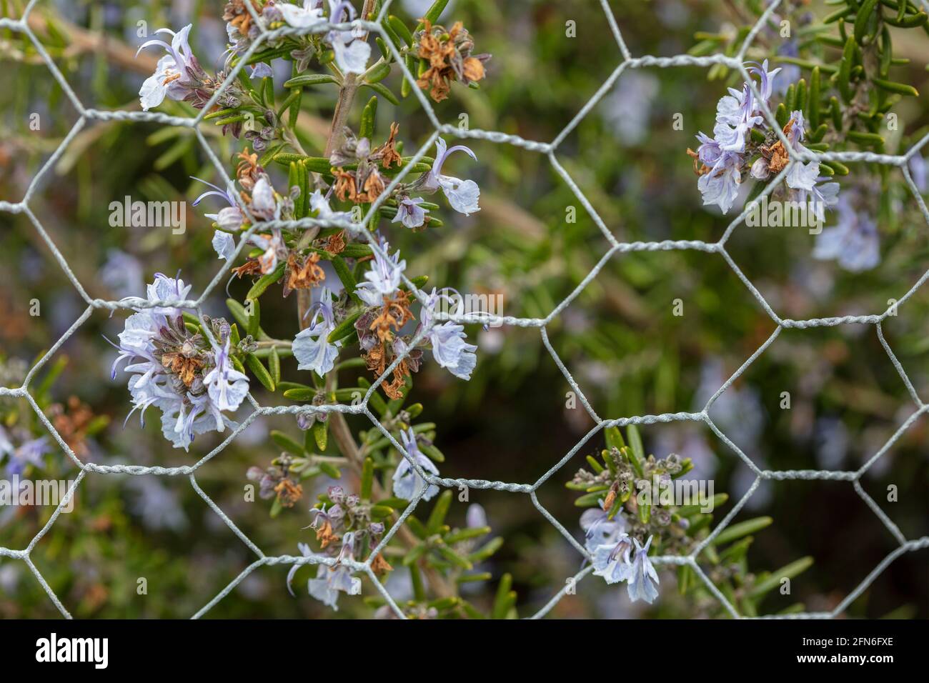 Prostratus rosemary hi-res stock photography and images - Alamy