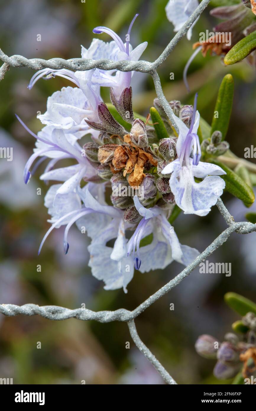 Prostratus rosemary hi-res stock photography and images - Alamy
