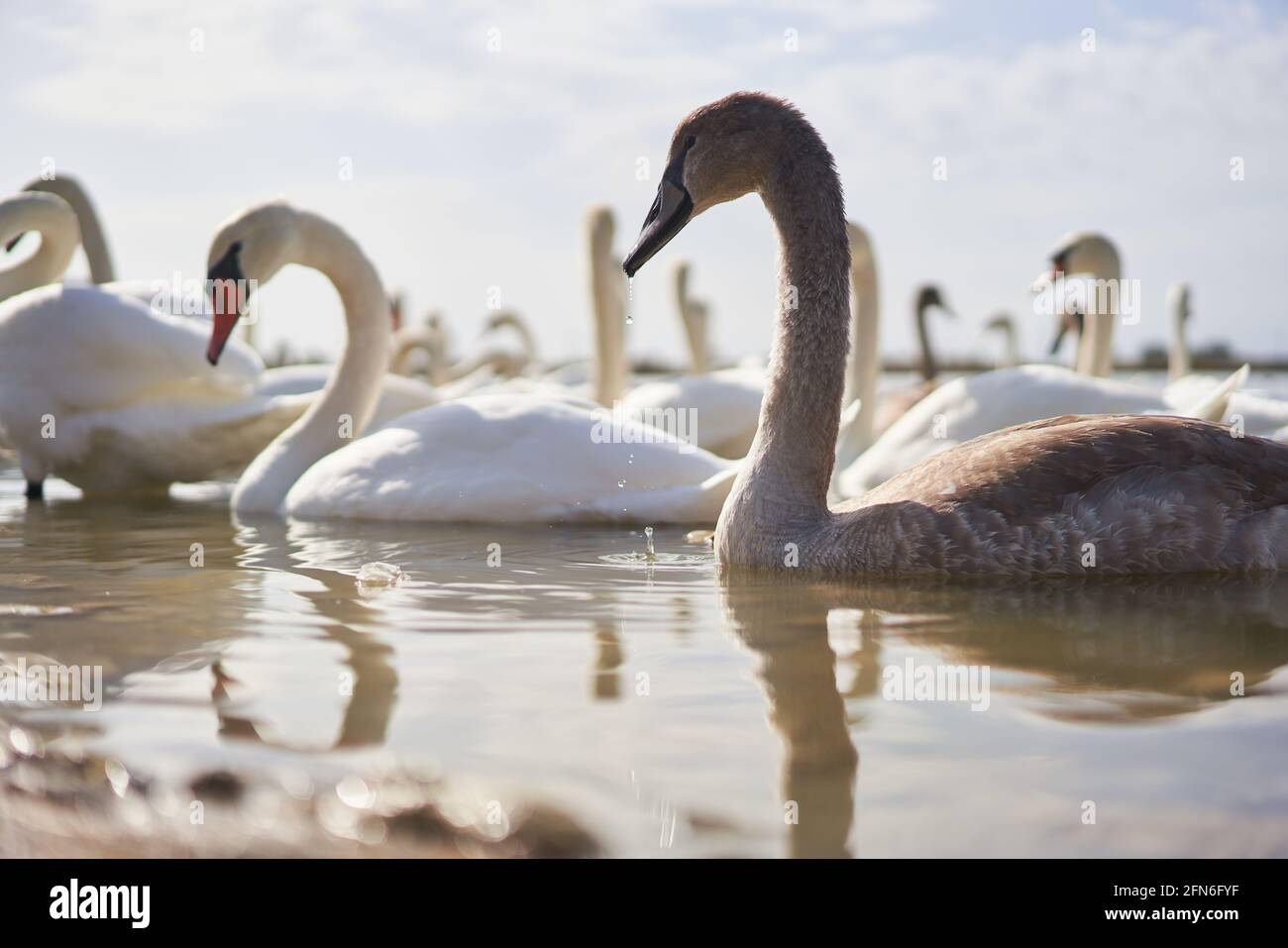 Beautiful white swan flock floating in the lake. Swan Lake Stock Photo ...