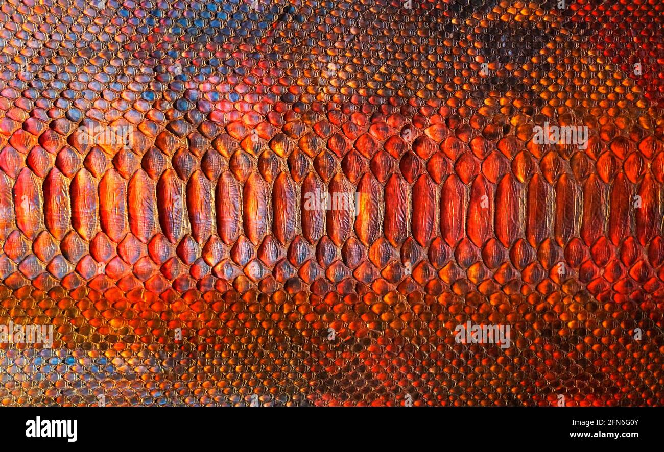 Snake texture hi-res stock photography and images - Alamy