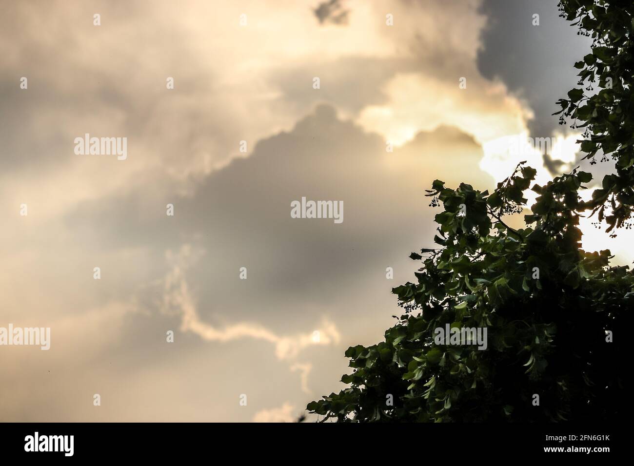 tree with dramatic clouds and sun rays in the background Stock Photo ...