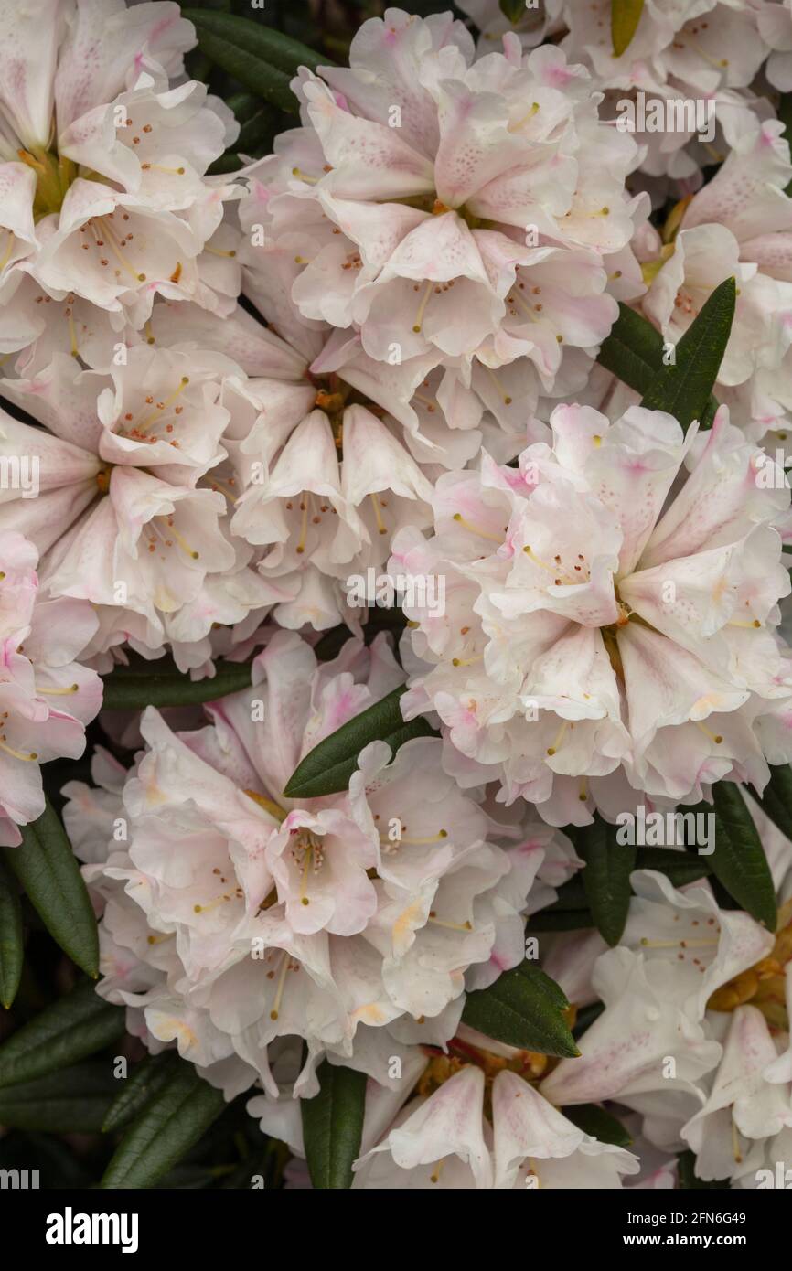 Flowering Rhododendron ‘Blewbury’, natural plant portrait Stock Photo ...