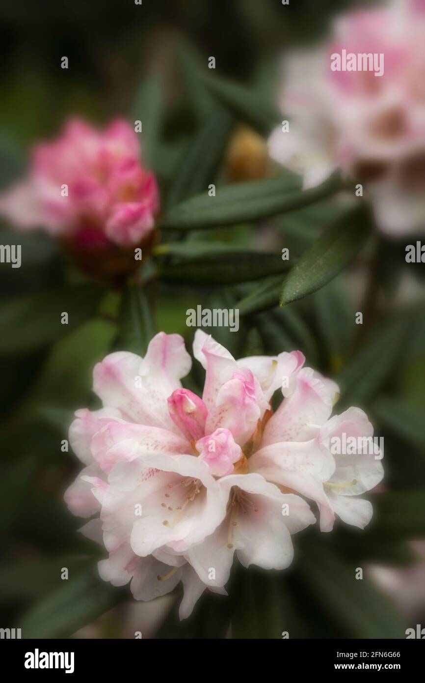 Flowering Rhododendron ‘Blewbury’, natural plant portrait Stock Photo ...