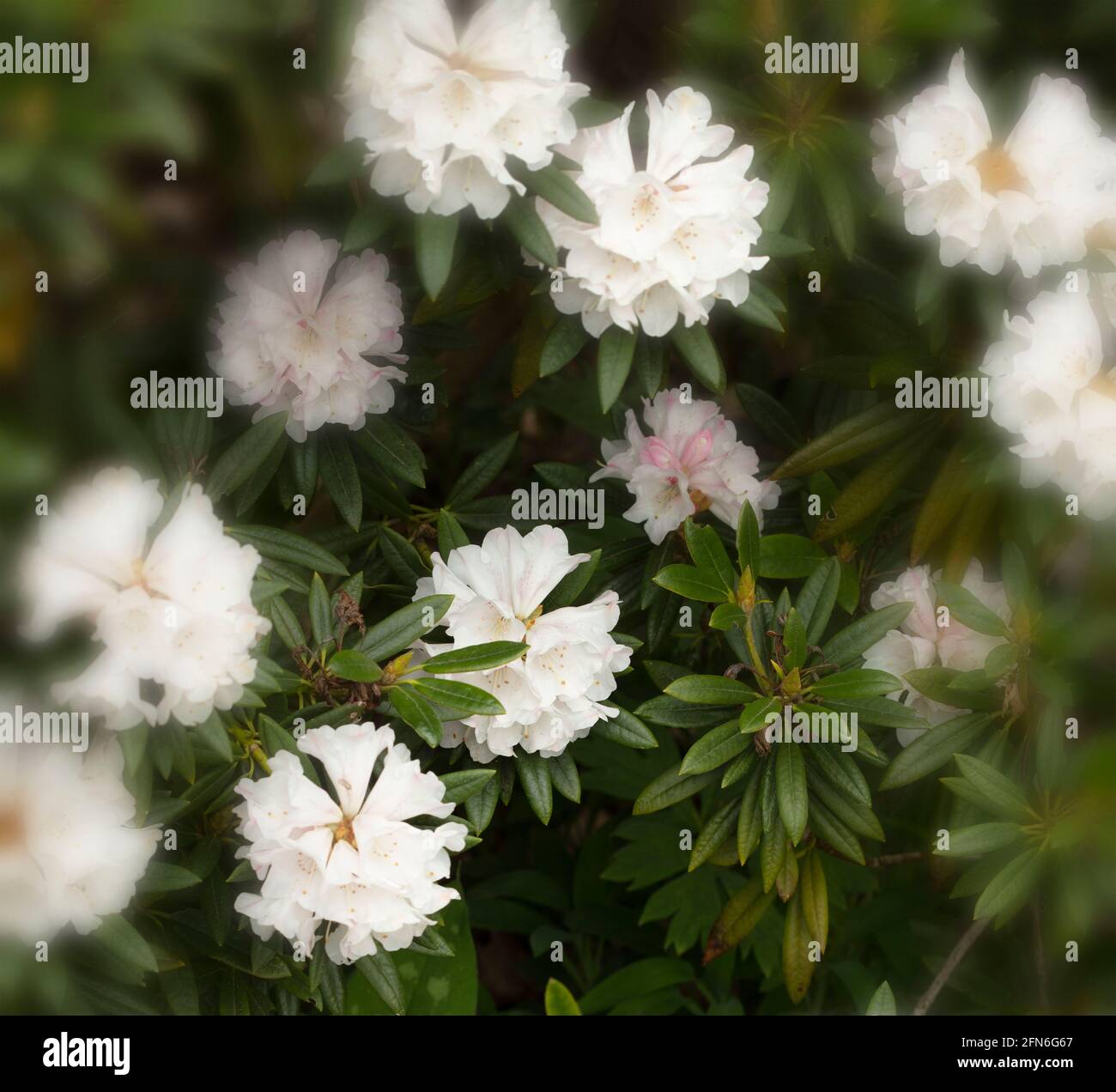Flowering Rhododendron ‘Blewbury’, natural plant portrait Stock Photo ...