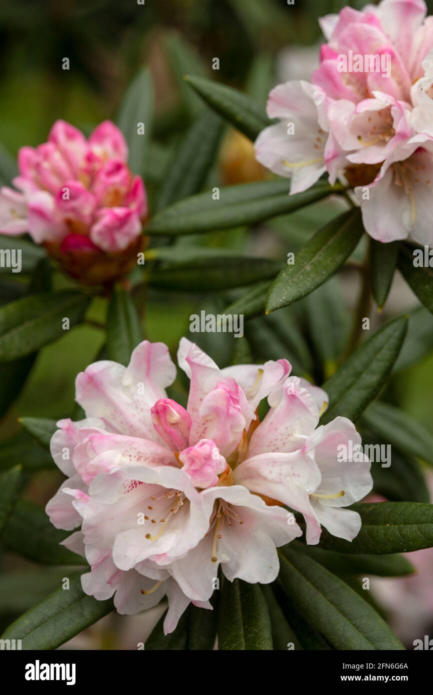 Flowering Rhododendron ‘Blewbury’, natural plant portrait Stock Photo ...