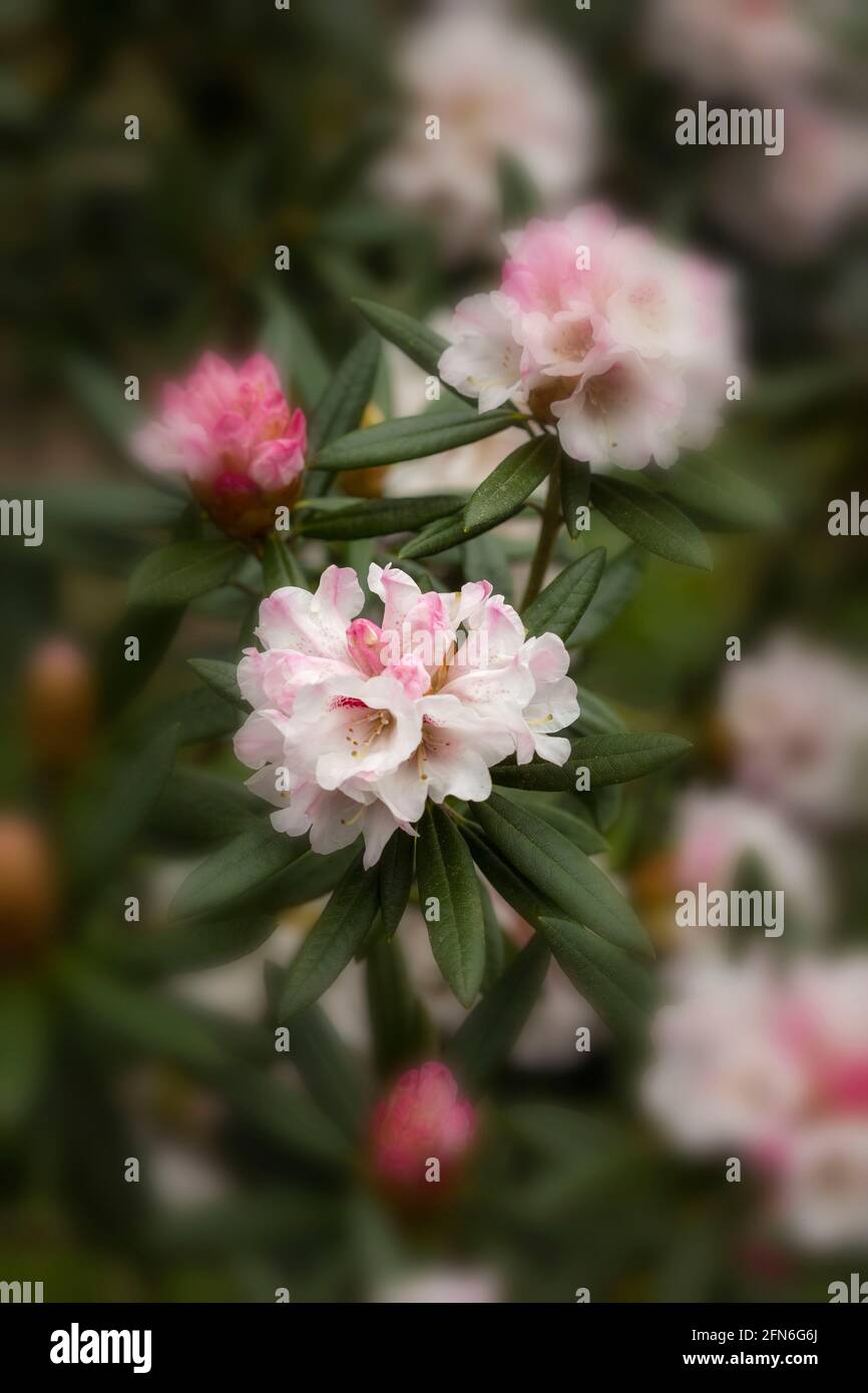 Flowering Rhododendron ‘Blewbury’, natural plant portrait Stock Photo ...