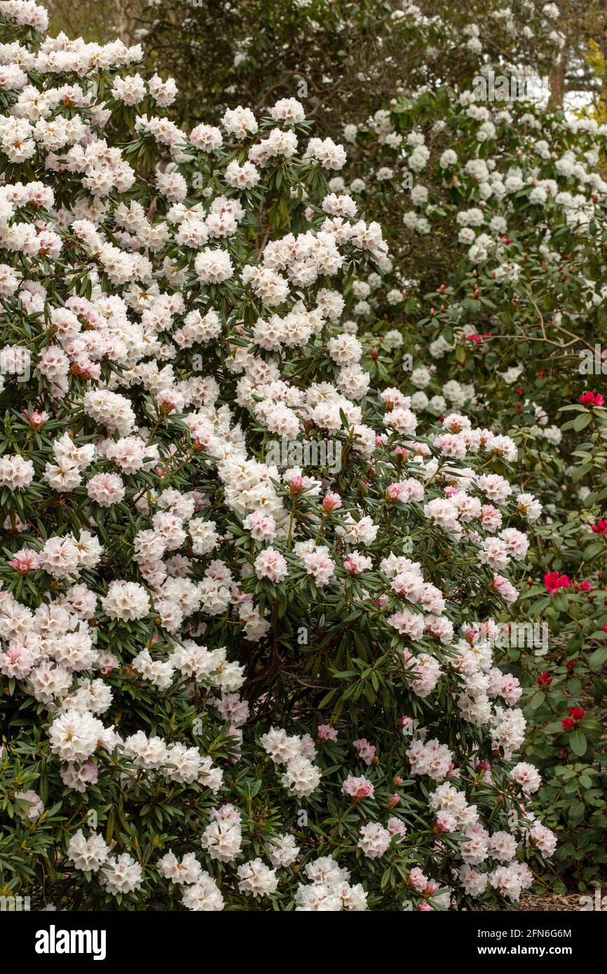 Rhododendron cuttings propagation hi-res stock photography and images ...