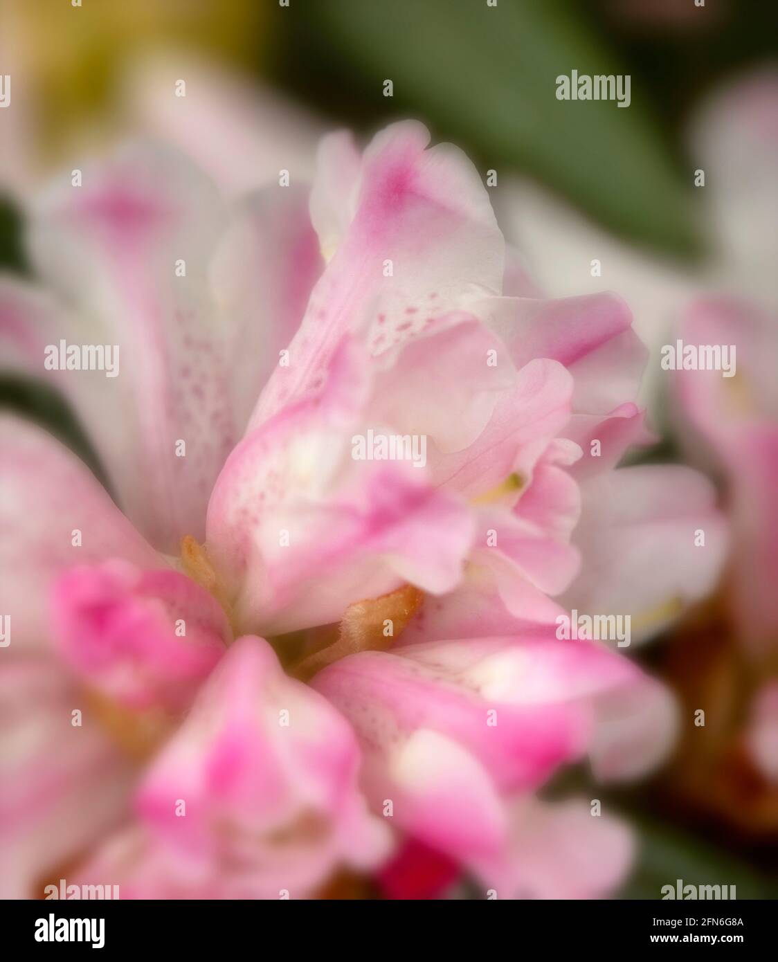 Flowering Rhododendron ‘Blewbury’, natural plant portrait Stock Photo ...