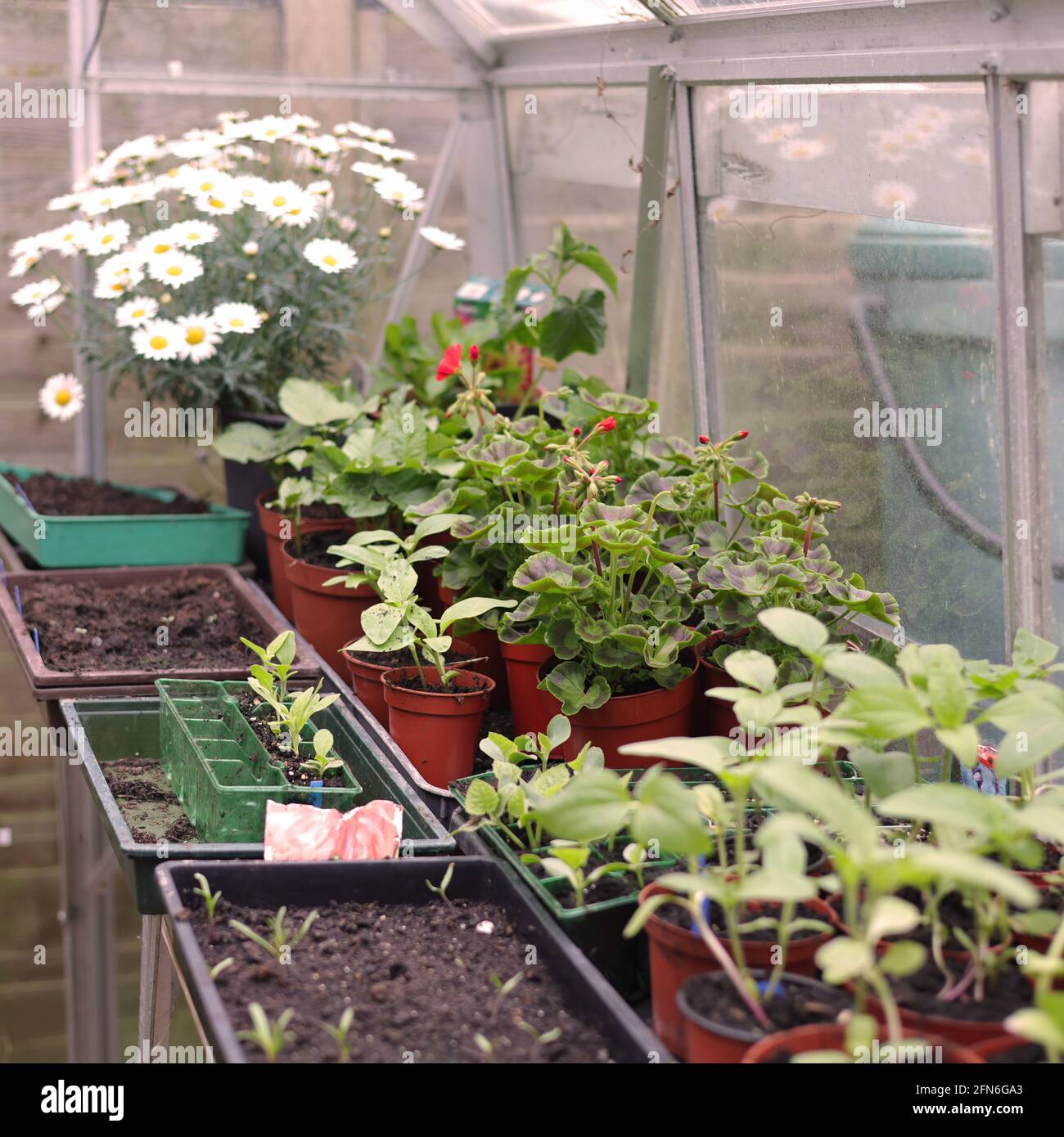Plants seen growing in the interior of a small garden greenhouse, UK ...