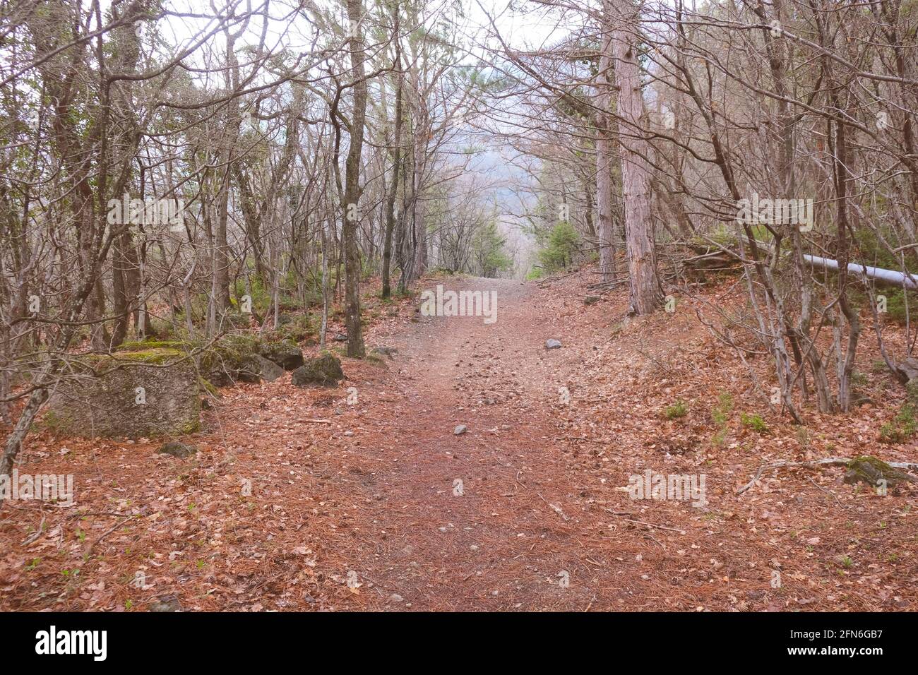 Magic forest. Beautiful spring nature landscape with trees Stock Photo ...