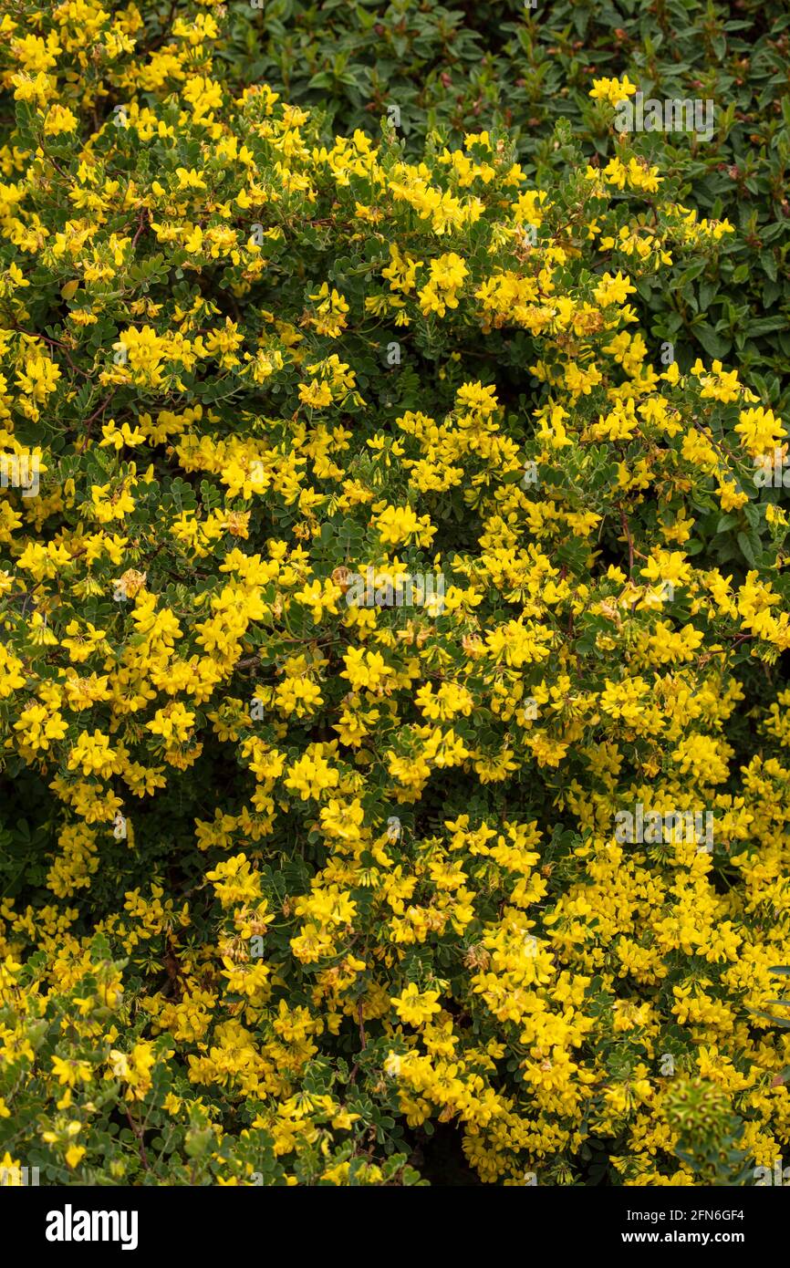 Profuse yellow flowers of Coronilla valentina subsp. Glauca, glaucous ...